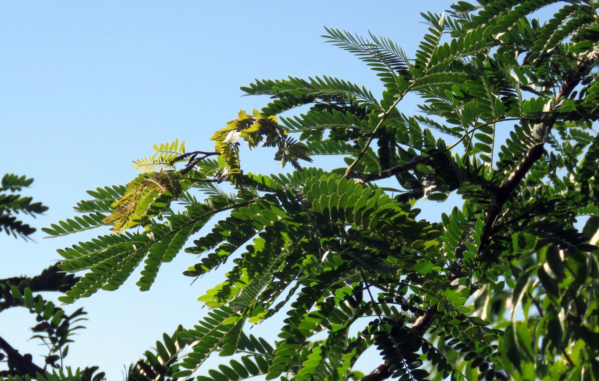 Proyectos – Fundación Ambiente Argentino